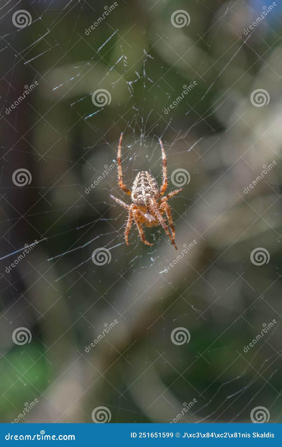Large Garden Spider on Spider Web. Morning Dew on a Spider Web Stock ...