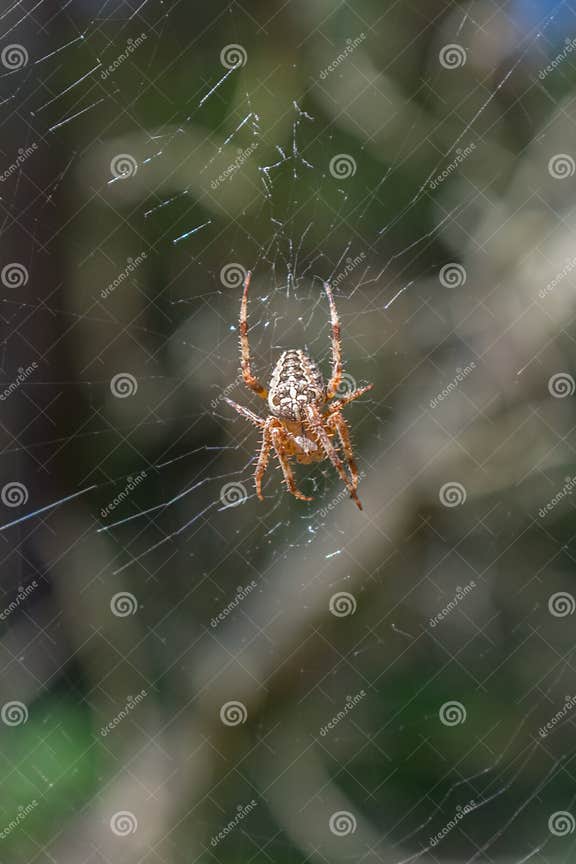 Large Garden Spider on Spider Web. Morning Dew on a Spider Web Stock ...