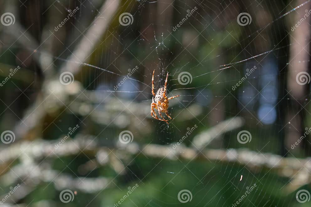 Large Garden Spider on Spider Web. Morning Dew on a Spider Web Stock ...