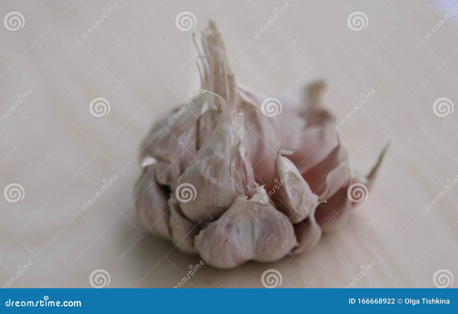Large Garlic Head with Large Teeth Stock Photo - Image of lecture ...