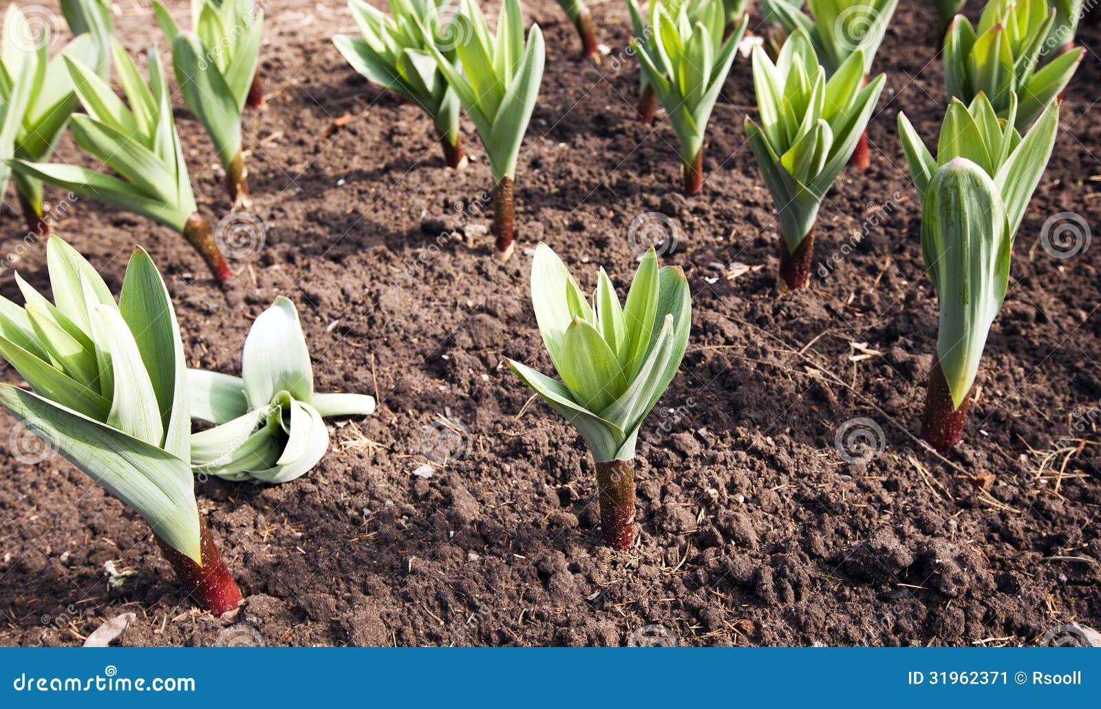 Large garlic stock image. Image of fragility, fresh, freshness - 31962371