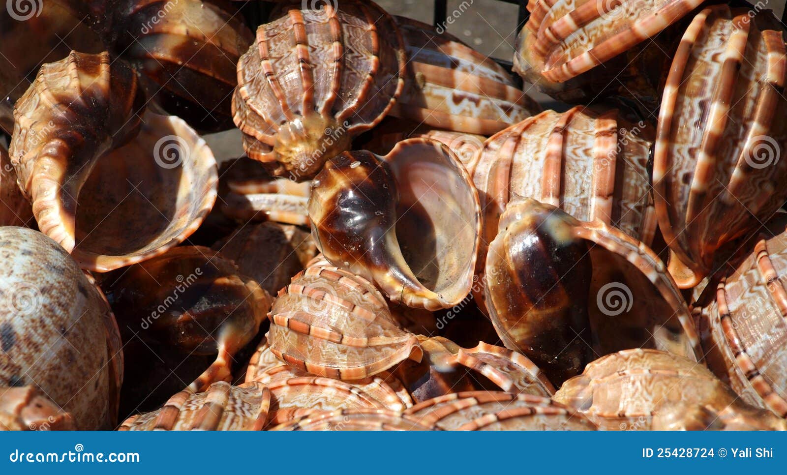 Large Gastropod Sea Shells stock photo. Image of sunlight - 25428724