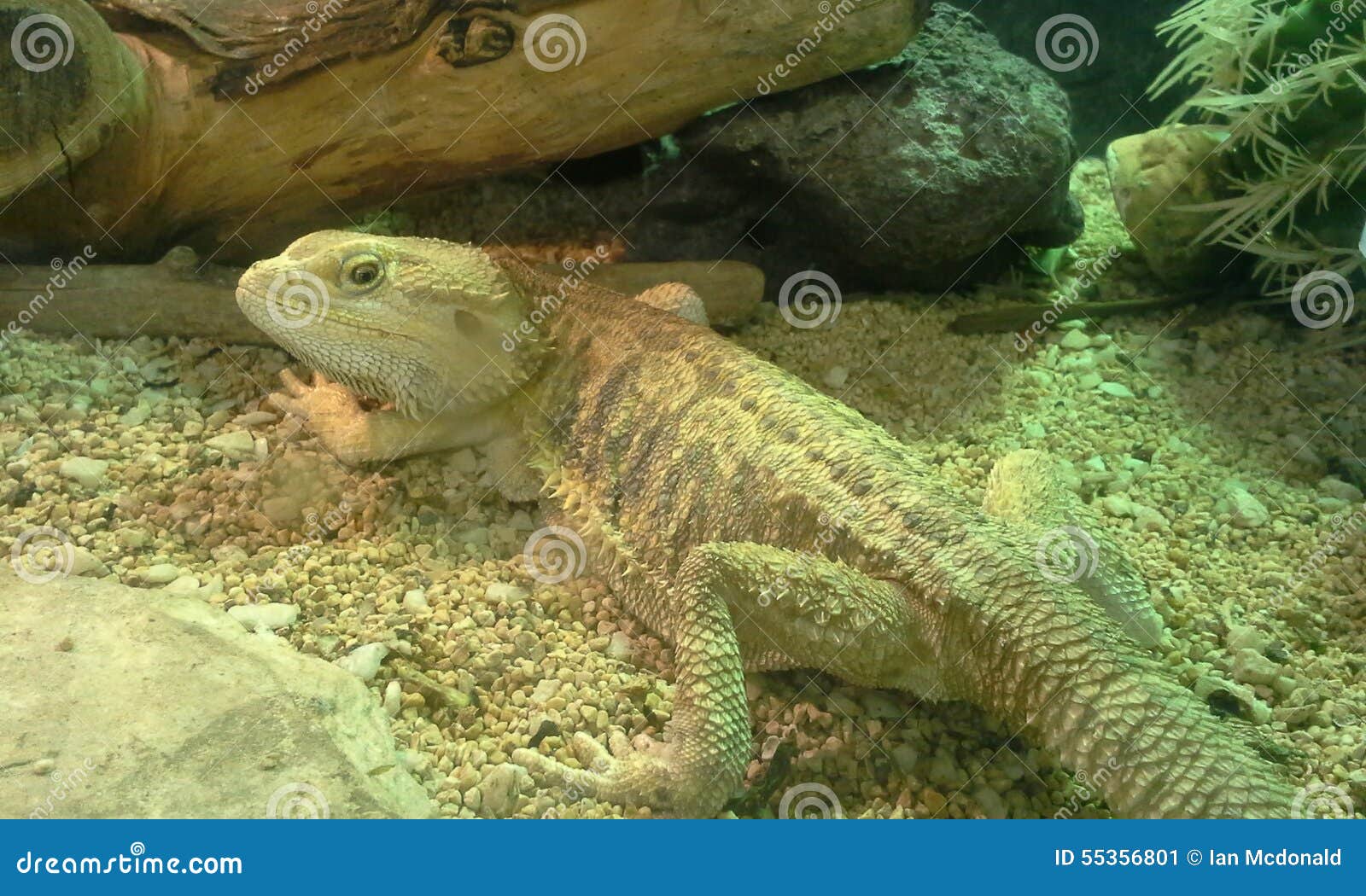 Large Gecko Lizard stock image. Image of large, exotic - 55356801