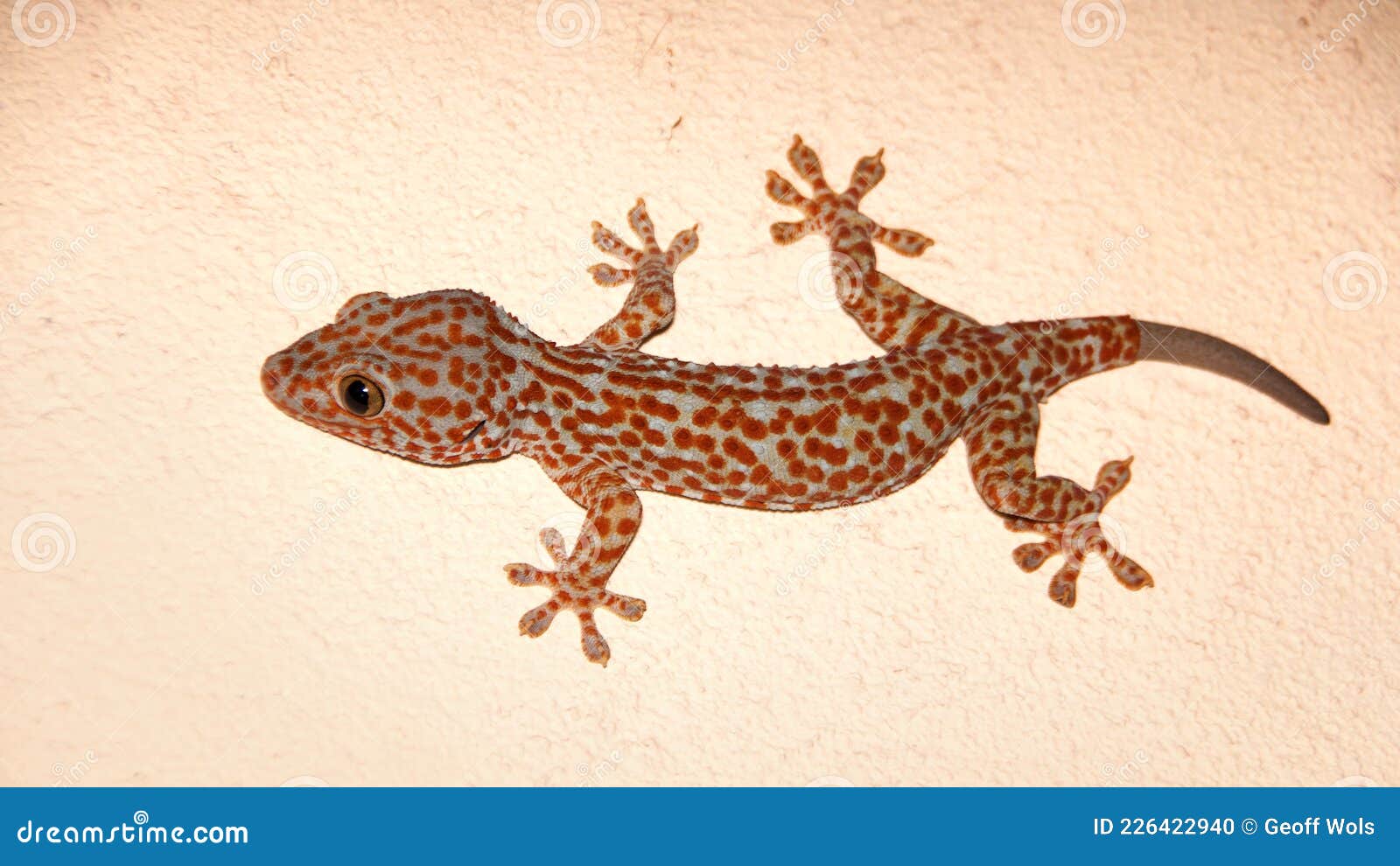 Large Gecko on a Wall in the Philppines Stock Photo - Image of wildlife ...