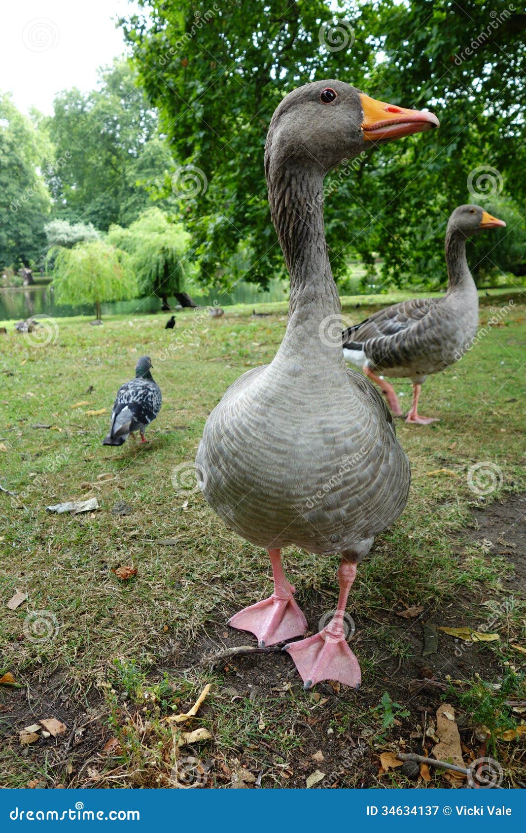 Large Geese stock image. Image of goose, parkland, birds - 34634137