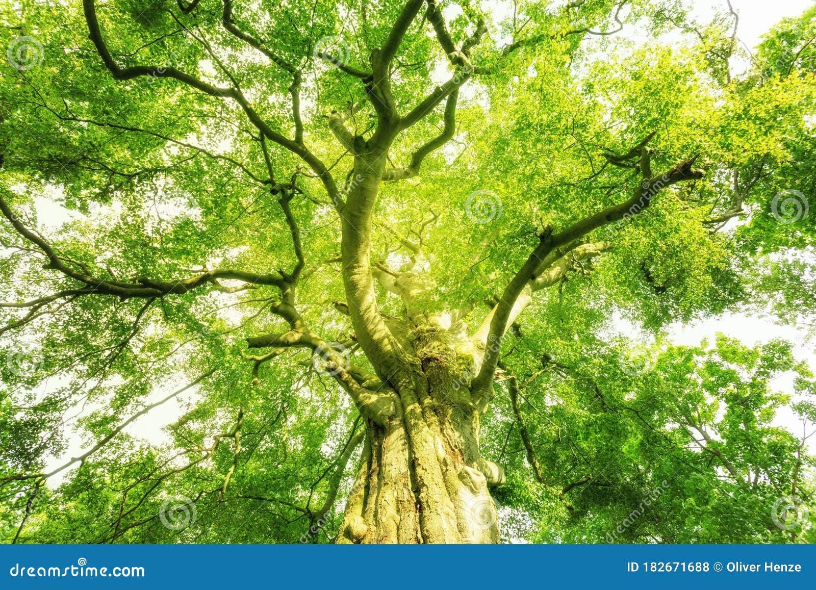 Gigantic Beech Tree Stock Image | CartoonDealer.com #33659971
