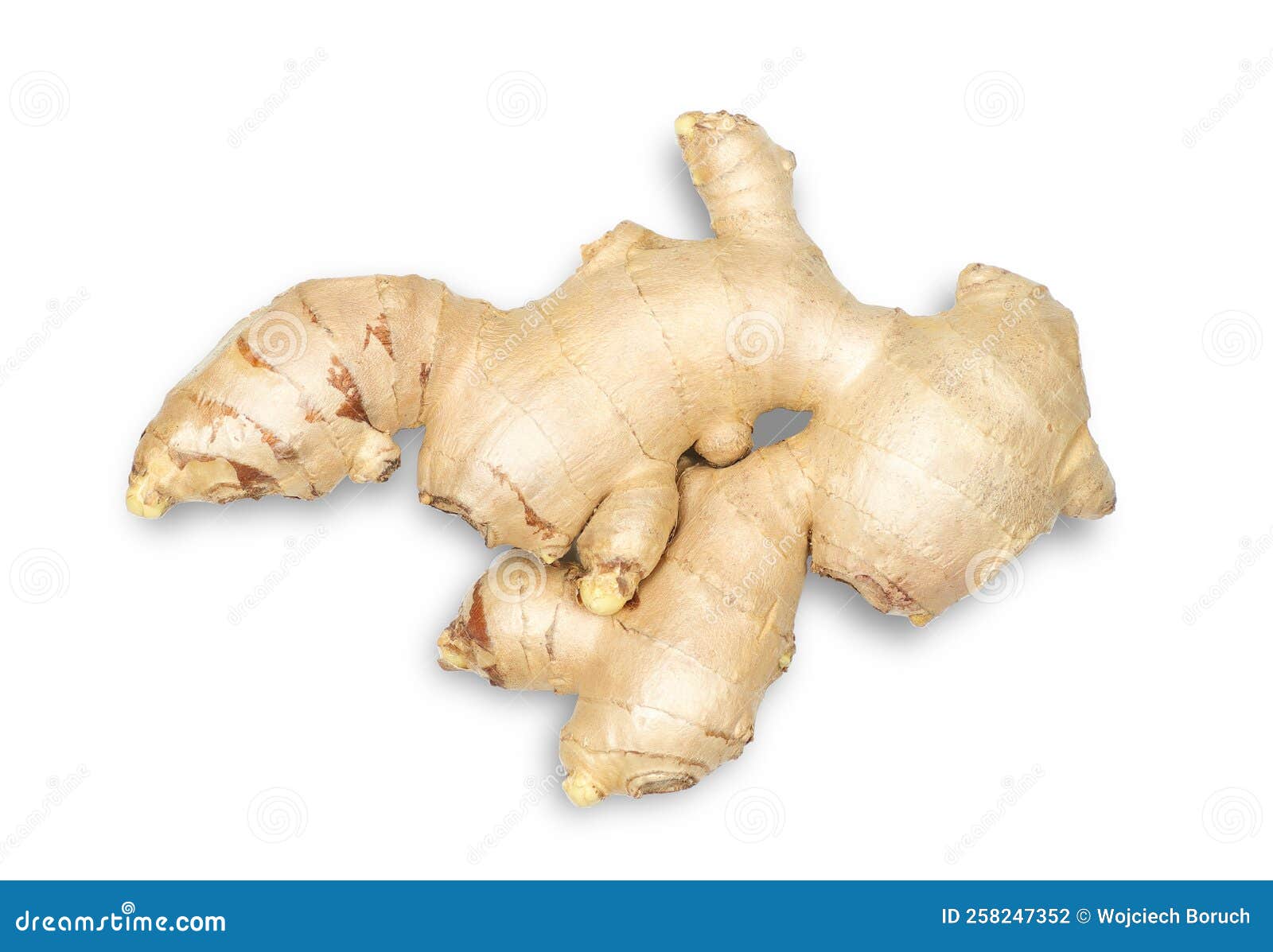 Large ginger root stock photo. Image of vegetable, horizontal - 258247352