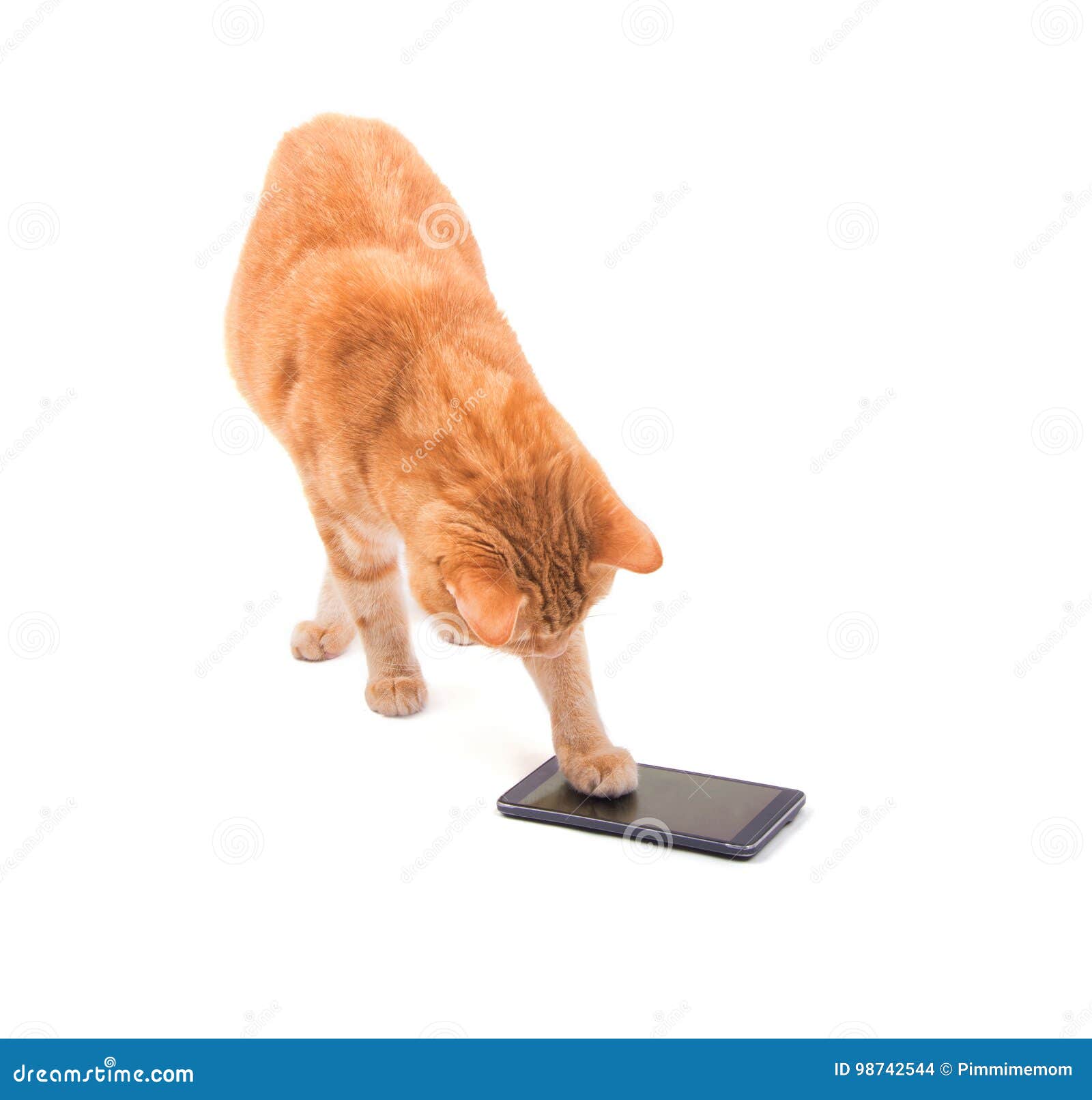 Large Ginger Tabby Cat Playing on a Smart Phone Stock Photo - Image of ...