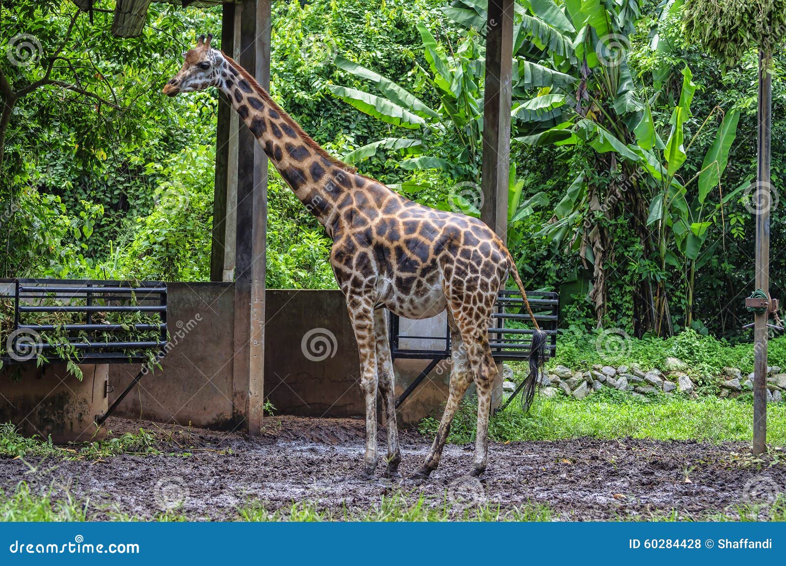 A large giraffe bull stock photo. Image of southern, conservation ...