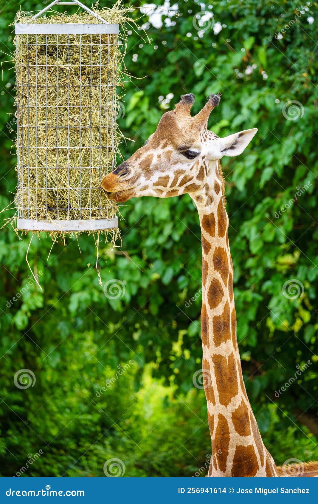Large Giraffe Eating Grass from a Special Feeder for these Animals ...