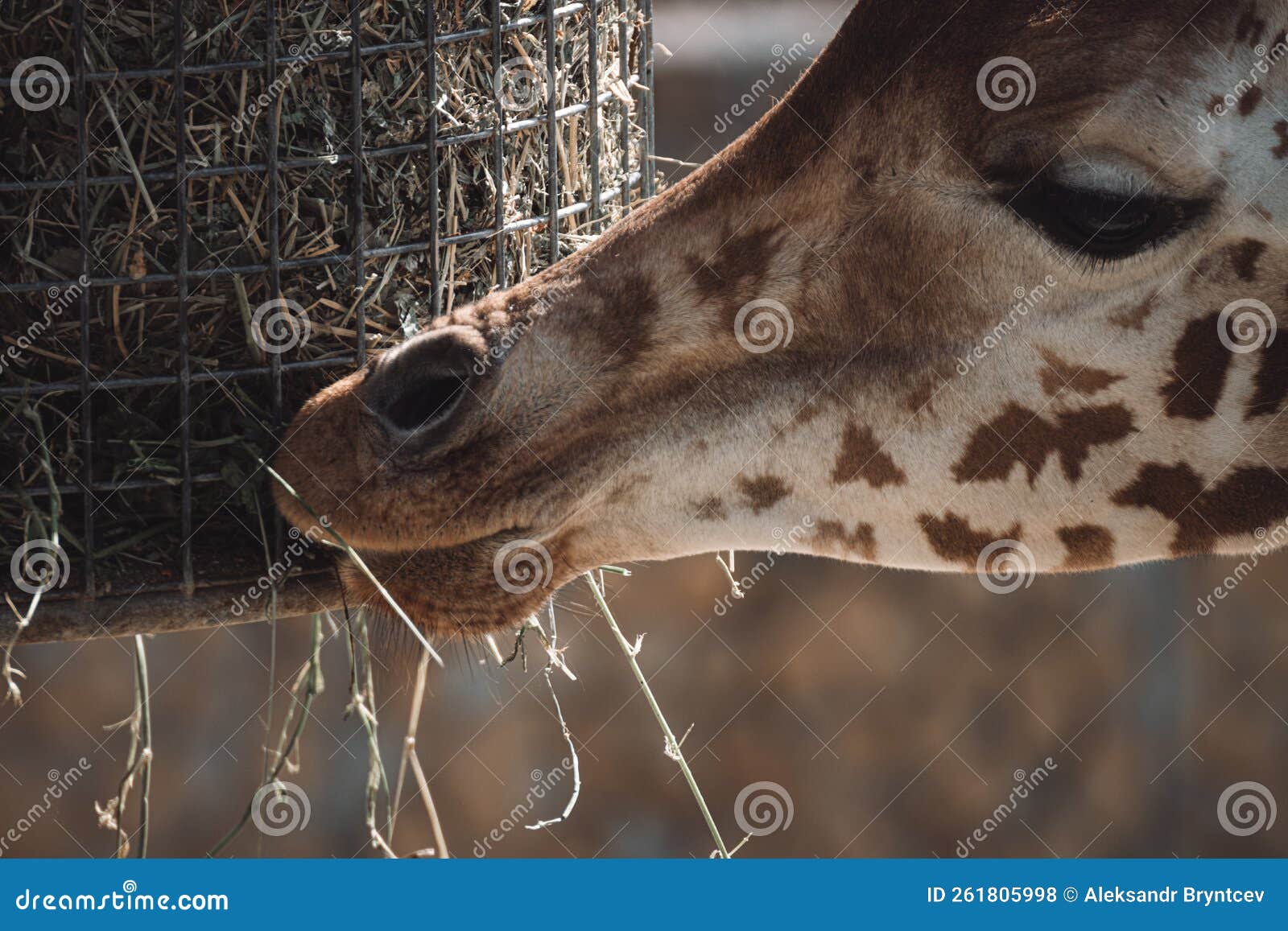 A Giraffe Eats Hay from a Feeder Stock Photo - Image of funny ...