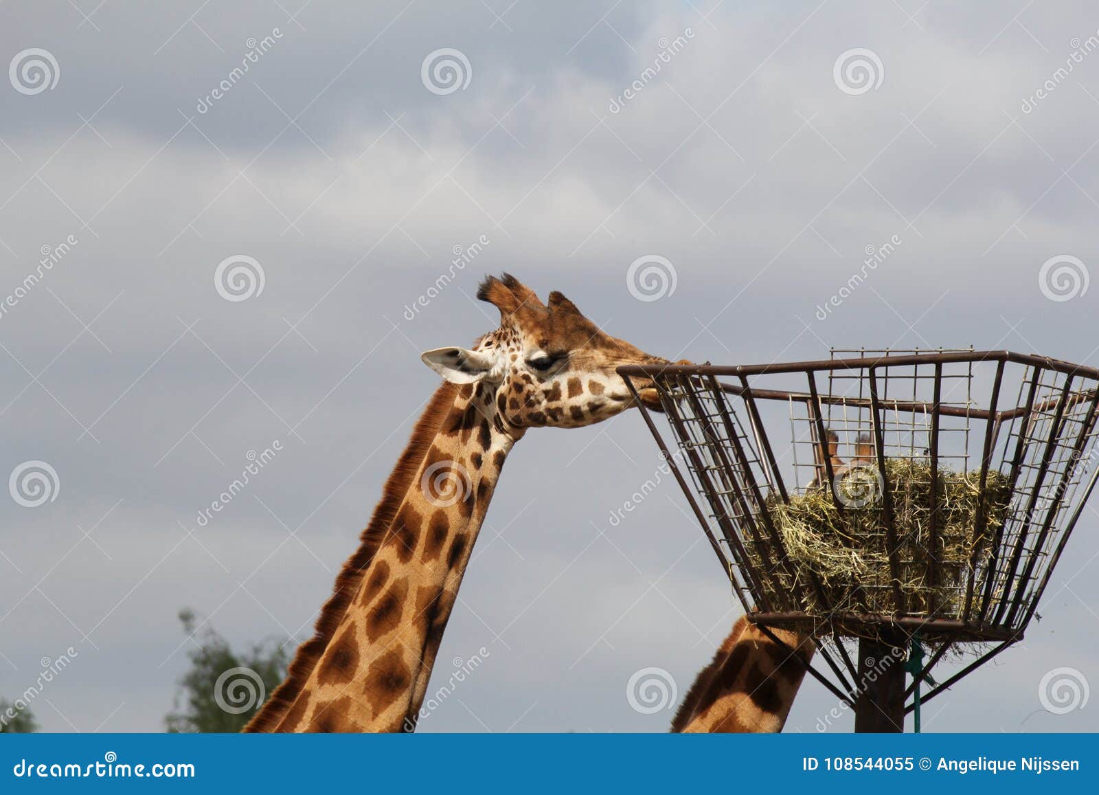 A Large Giraffe Eats Hay from a Rack in the Zoo Stock Image - Image of ...