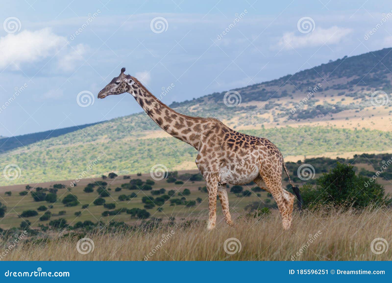 A Large Giraffe at Masai Mara Stock Image - Image of giraffe, grass ...