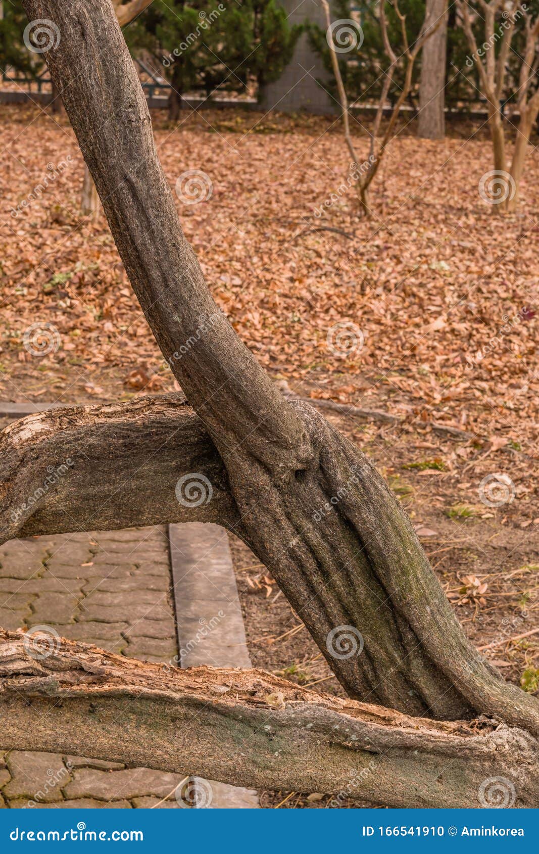 Large Gnarled Tree Branches Stock Photo - Image of alone, plant: 166541910
