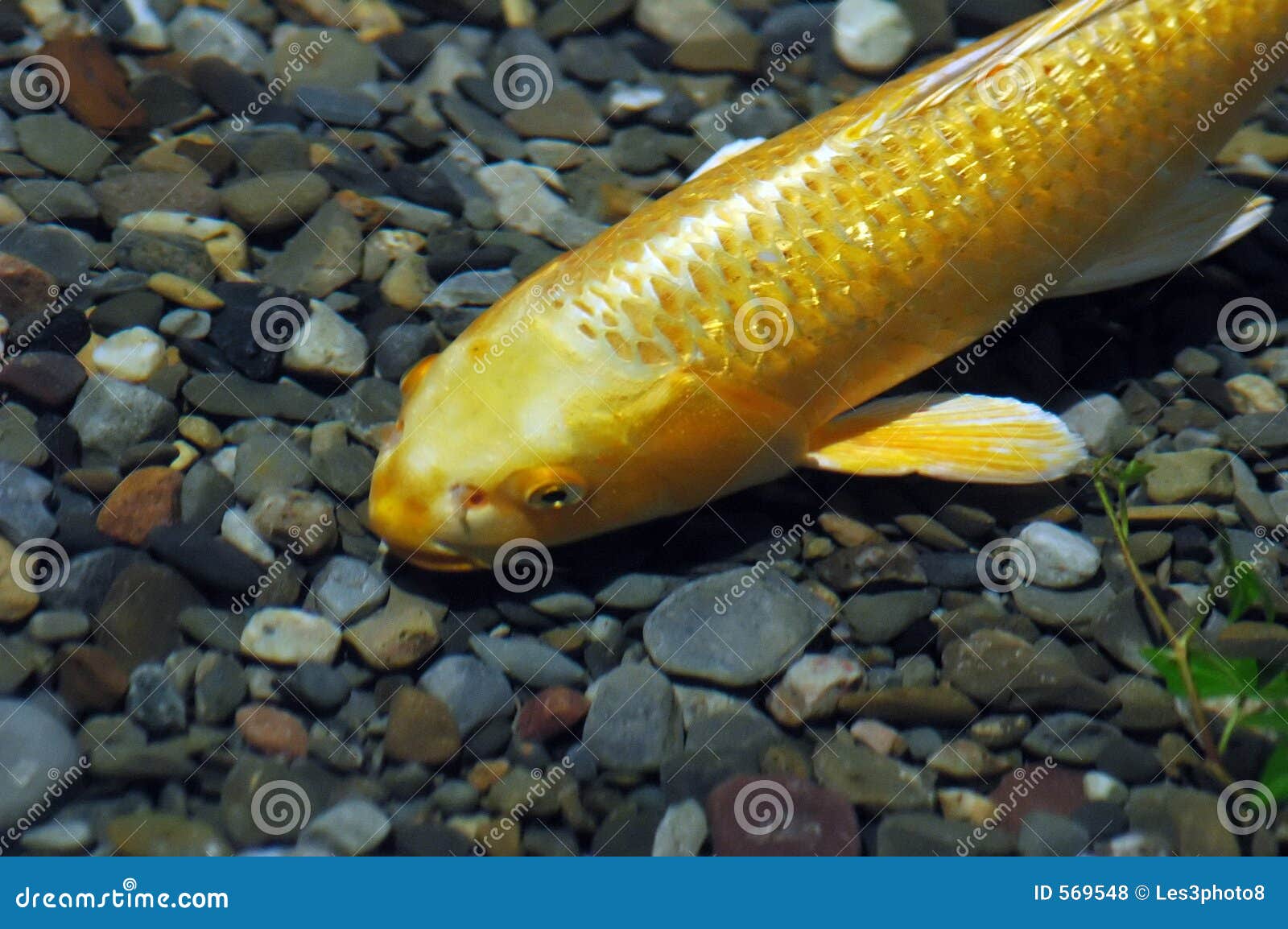 Large gold fish stock photo. Image of scales, fish, lake - 569548