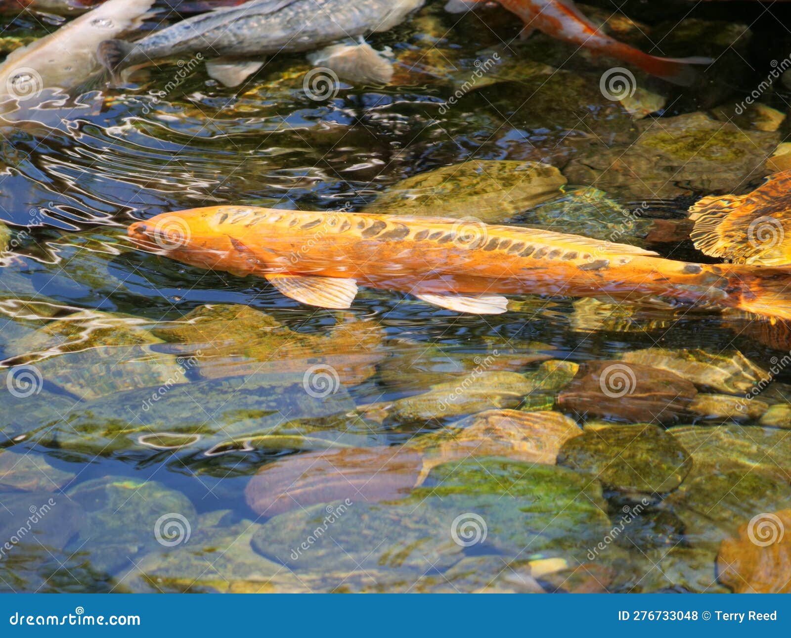 A Large Gold Fish in a Pond Stock Photo - Image of gold, stream: 276733048