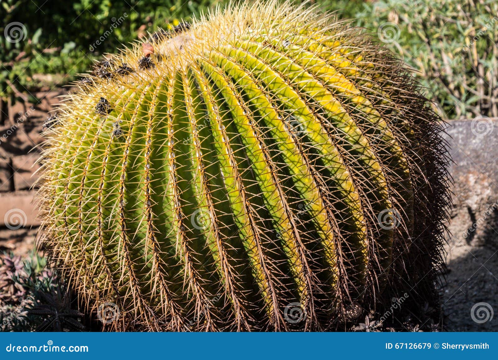 Large Golden Barrel Cactus with Grass Stock Image - Image of green ...