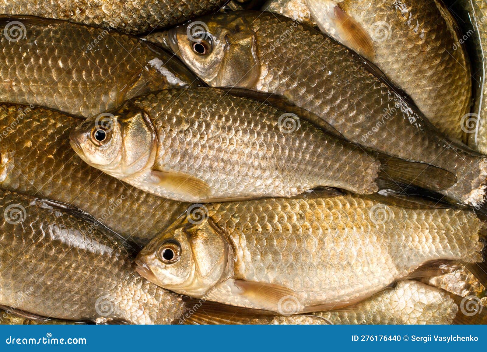 Large Golden Carp. Lots of River Fish Stock Photo - Image of nature ...