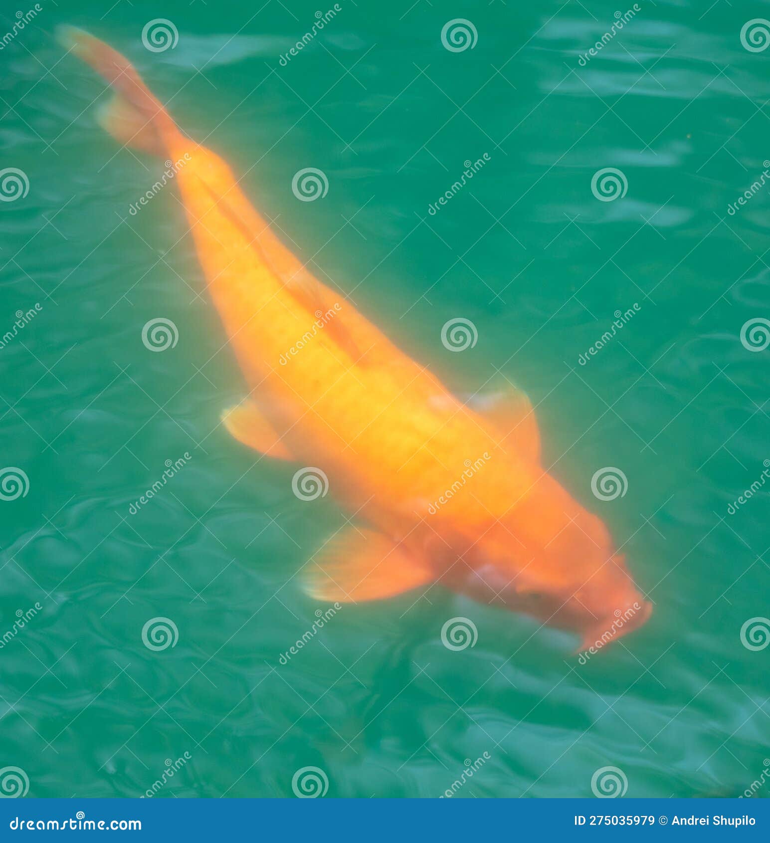 Golden Carp Statue On The Roof Of The Osaka Castle Royalty-Free Stock ...