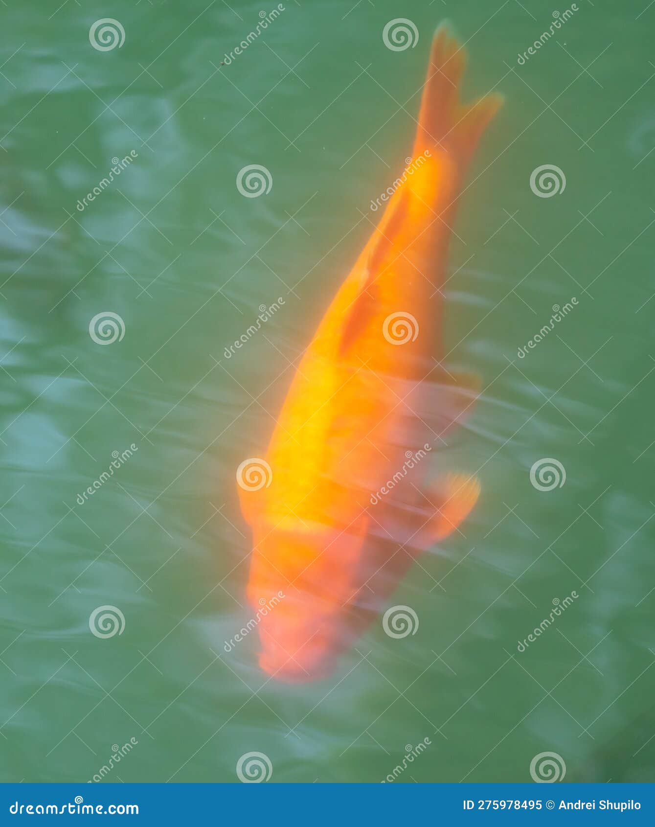 Golden Carp Statue On The Roof Of The Osaka Castle Royalty-Free Stock ...