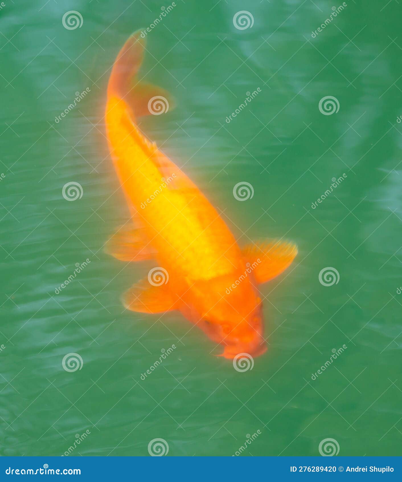 Golden Carp Statue On The Roof Of The Osaka Castle Royalty-Free Stock ...