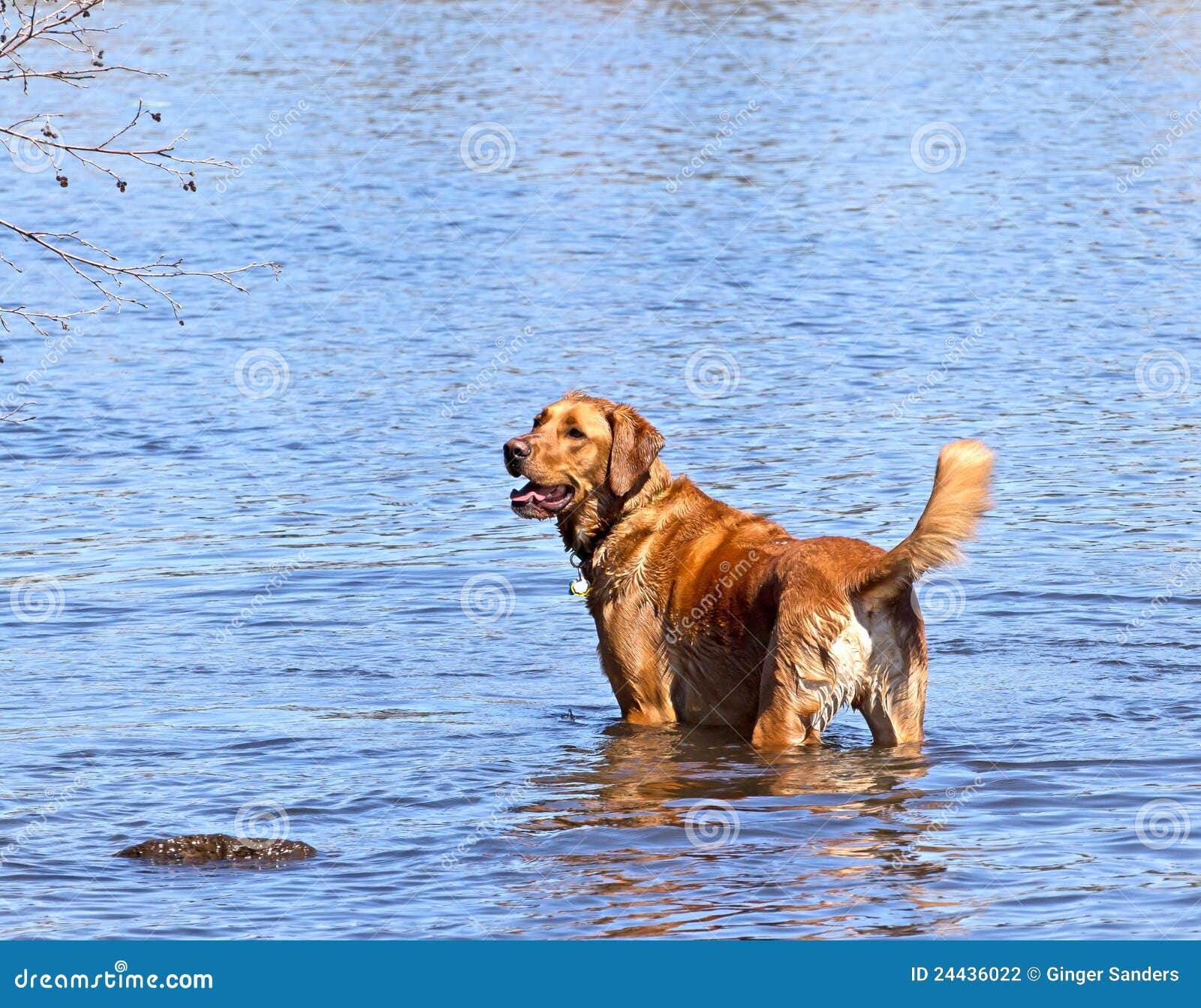 Large Golden Retriever in the River Stock Photo - Image of retriever ...