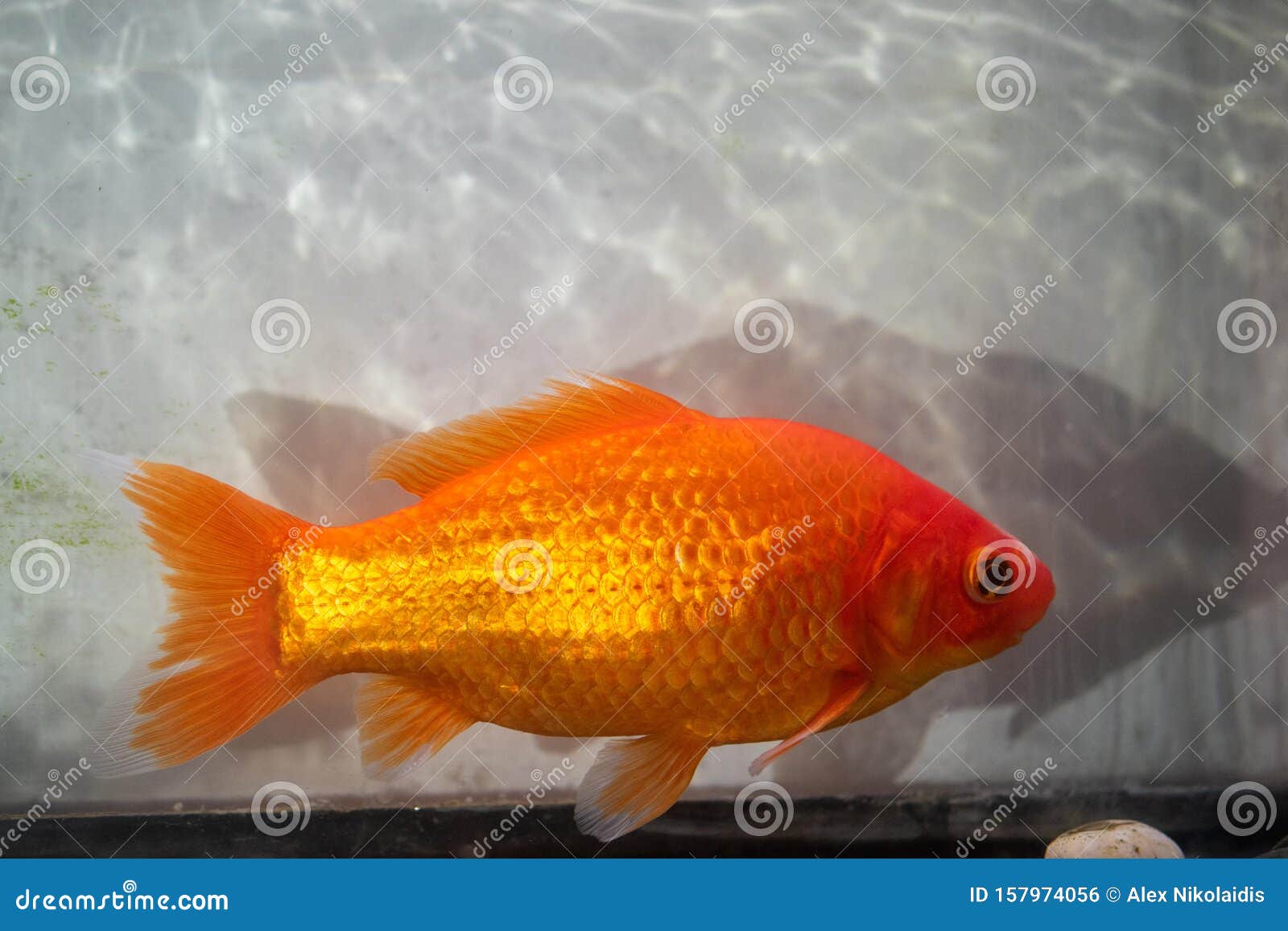 Large goldfish with shadow stock photo. Image of aquarium - 157974056