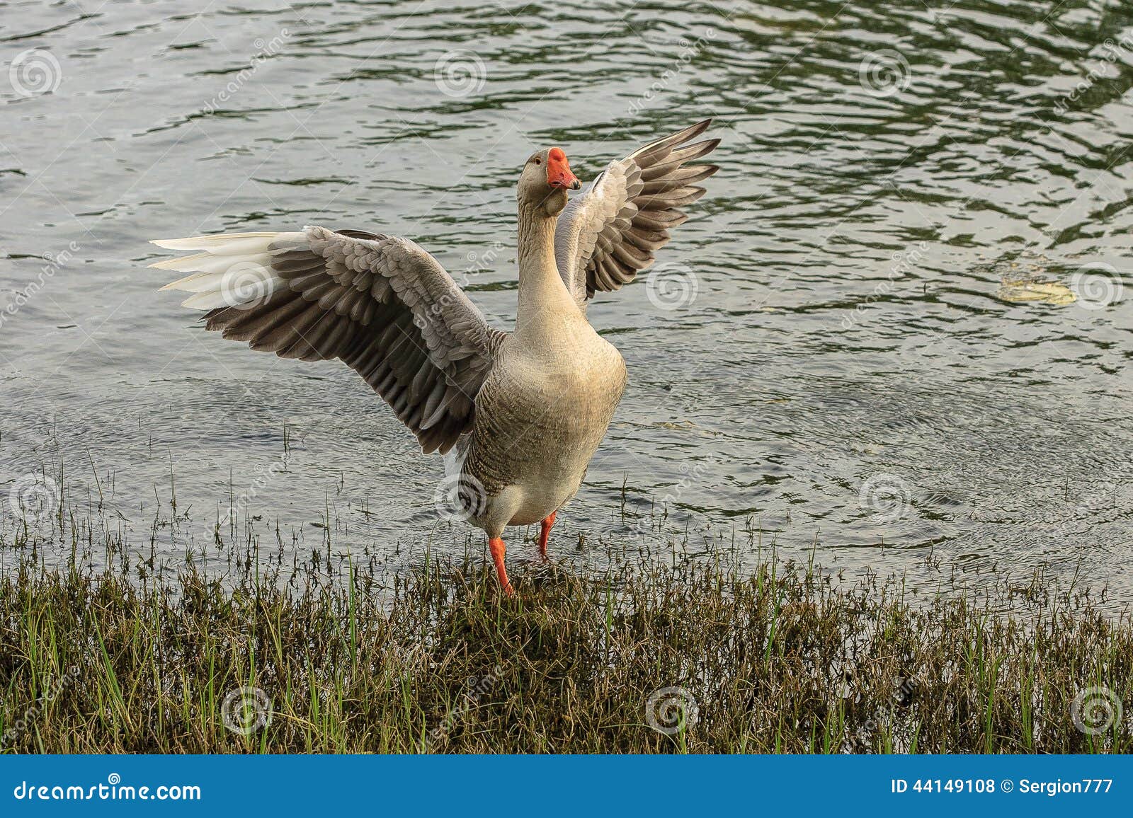 Large goose stock photo. Image of beak, beach, floating - 44149108