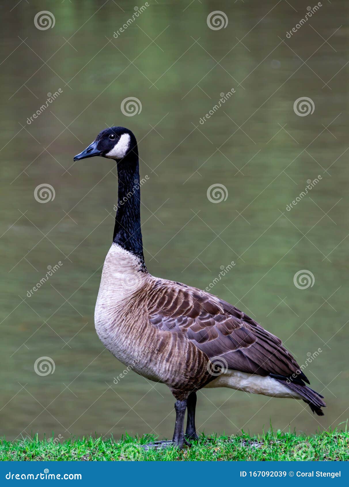 Large Goose in Profile. stock image. Image of river - 167092039