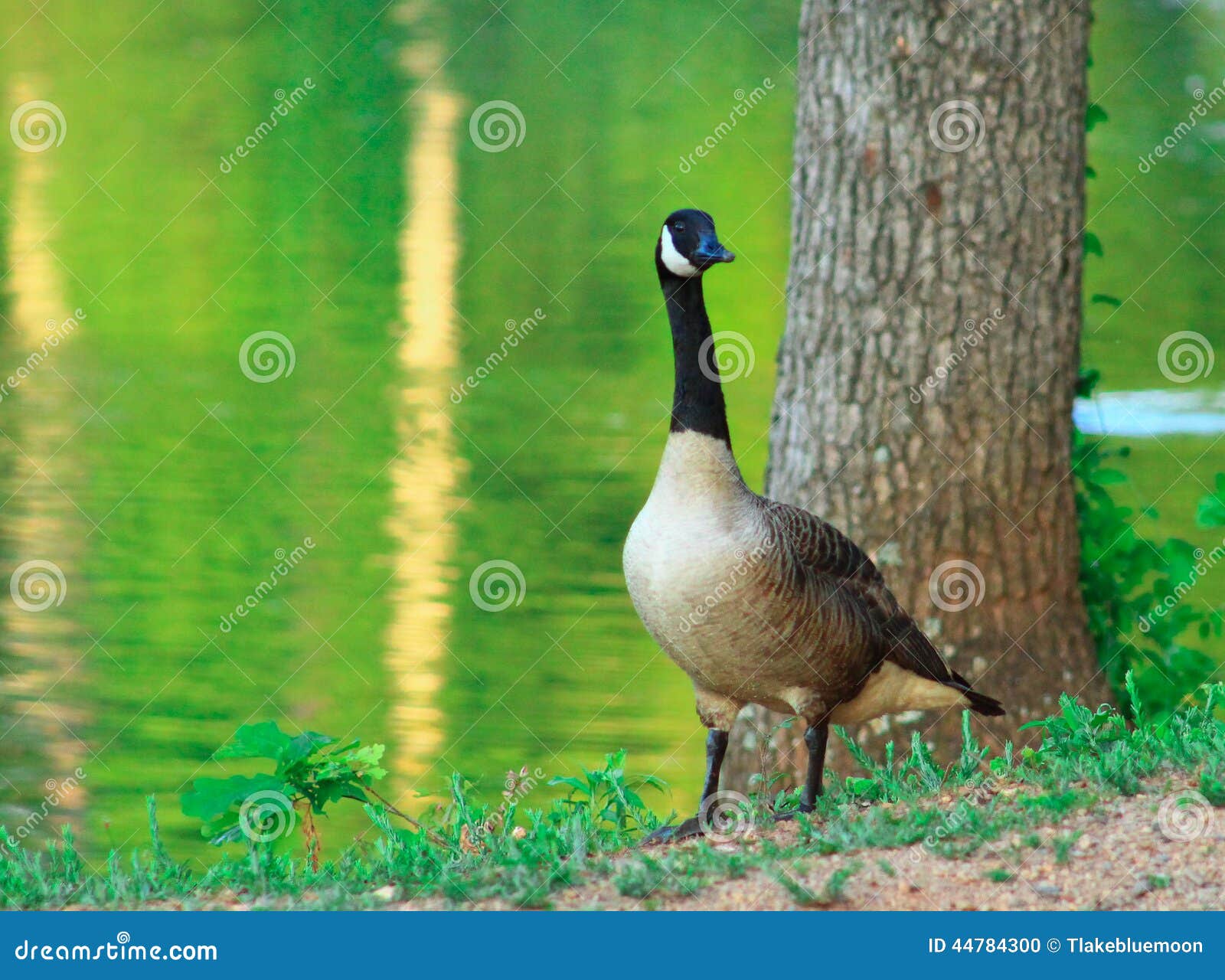 Large Goose and Tree stock photo. Image of standing, charlotte - 44784300