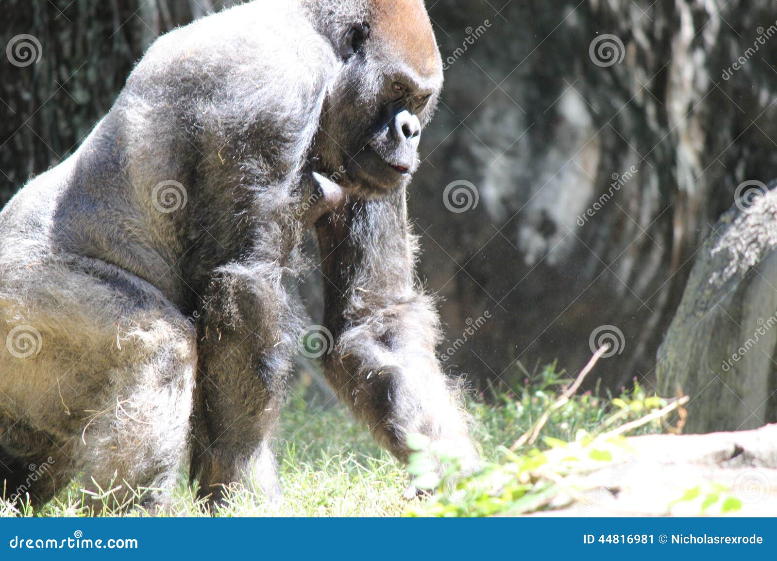 Large Gorilla stock image. Image of back, small, large - 44816981