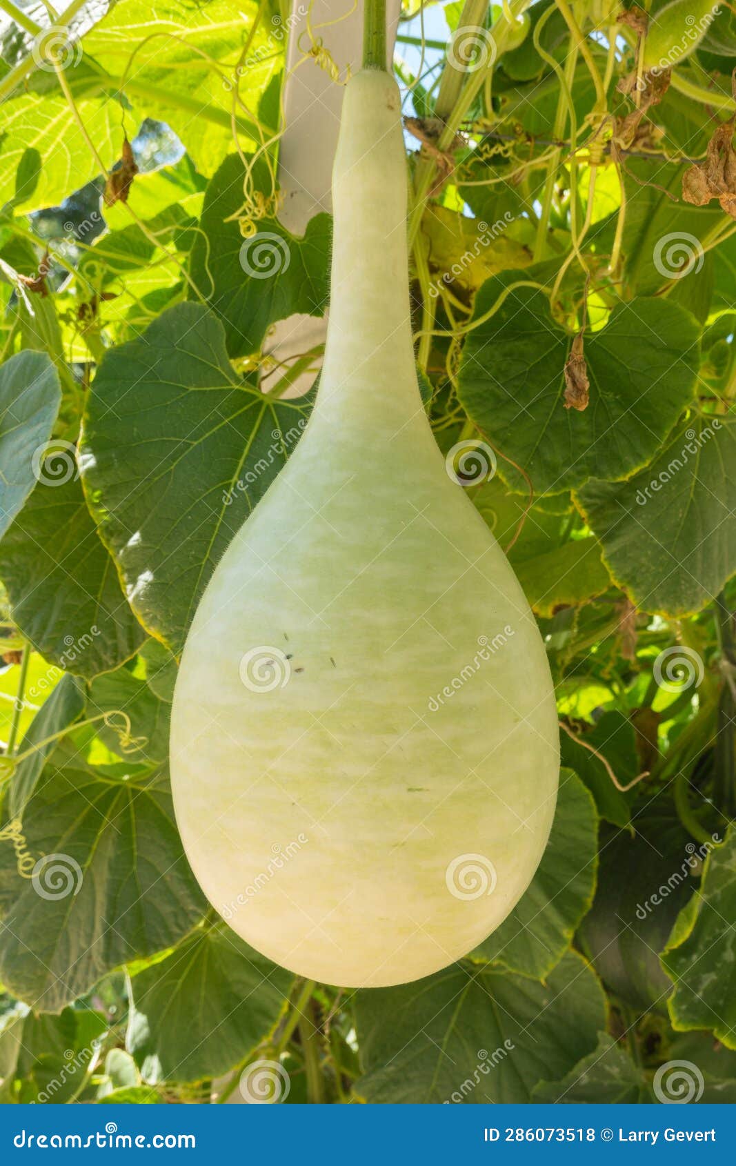 Large Gourd Hangs from an Arbor Stock Photo - Image of butternut ...