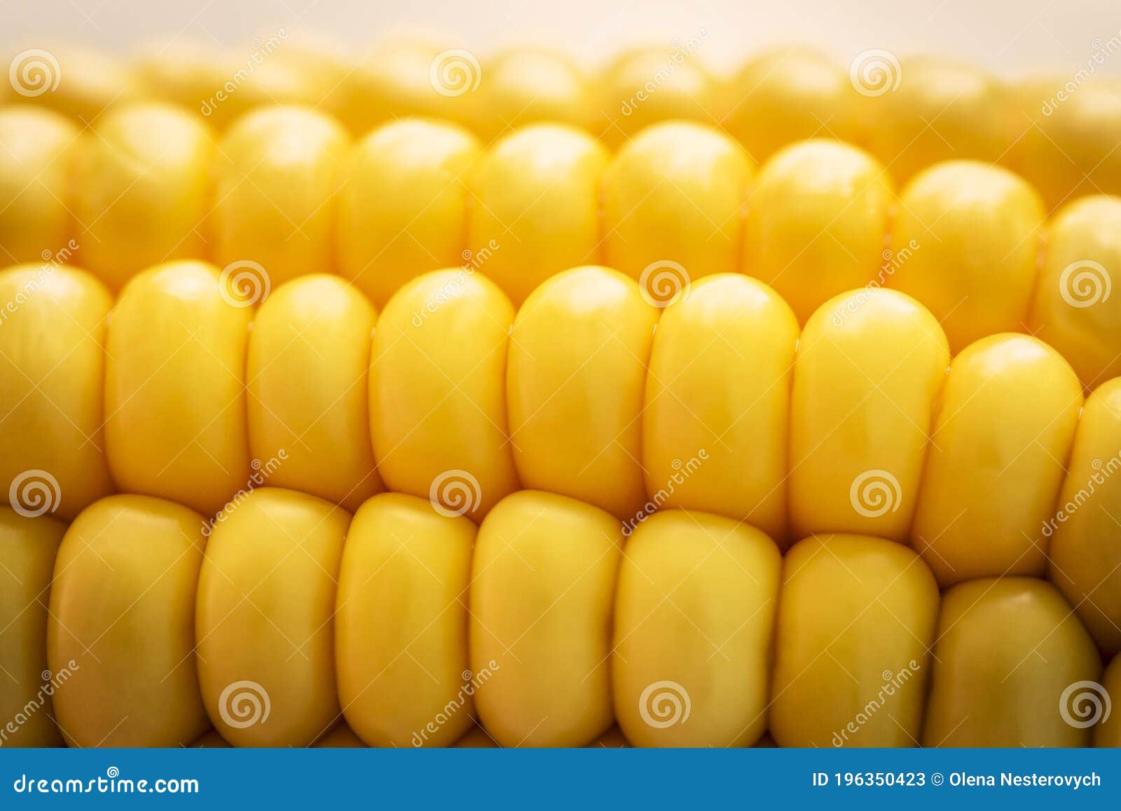Large Grains of Ripe Corn. Background of Bulk of Yellow Corn Grains ...
