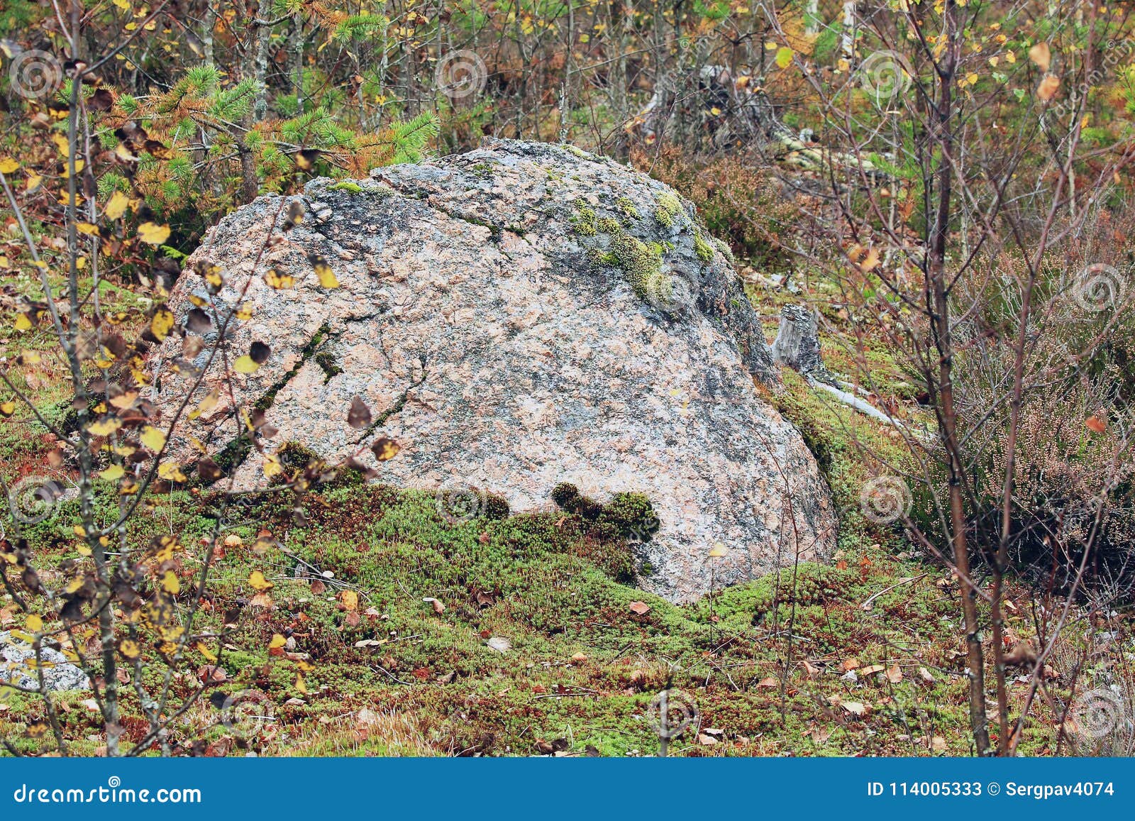 Large Granite Stone in the Forest Stock Image - Image of area, branches ...