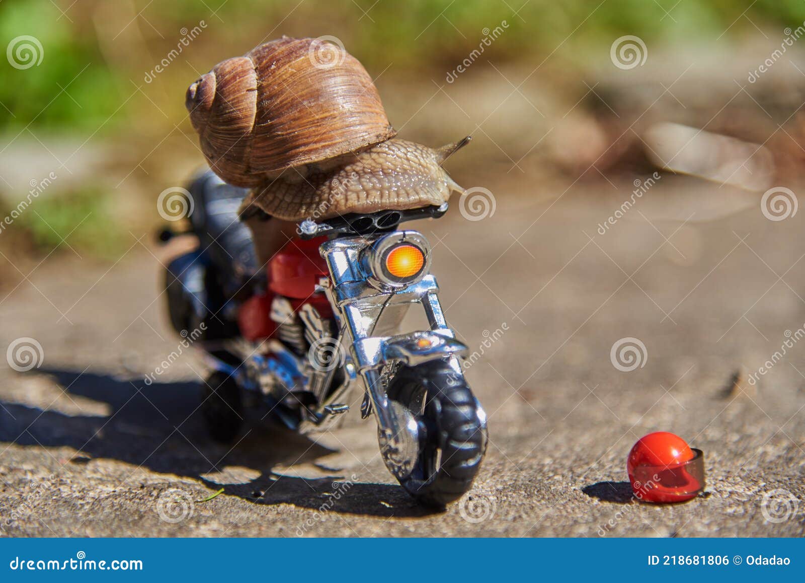 A Large Grape Snail on a Bright Toy Motorcycle on a Blurred Natural ...