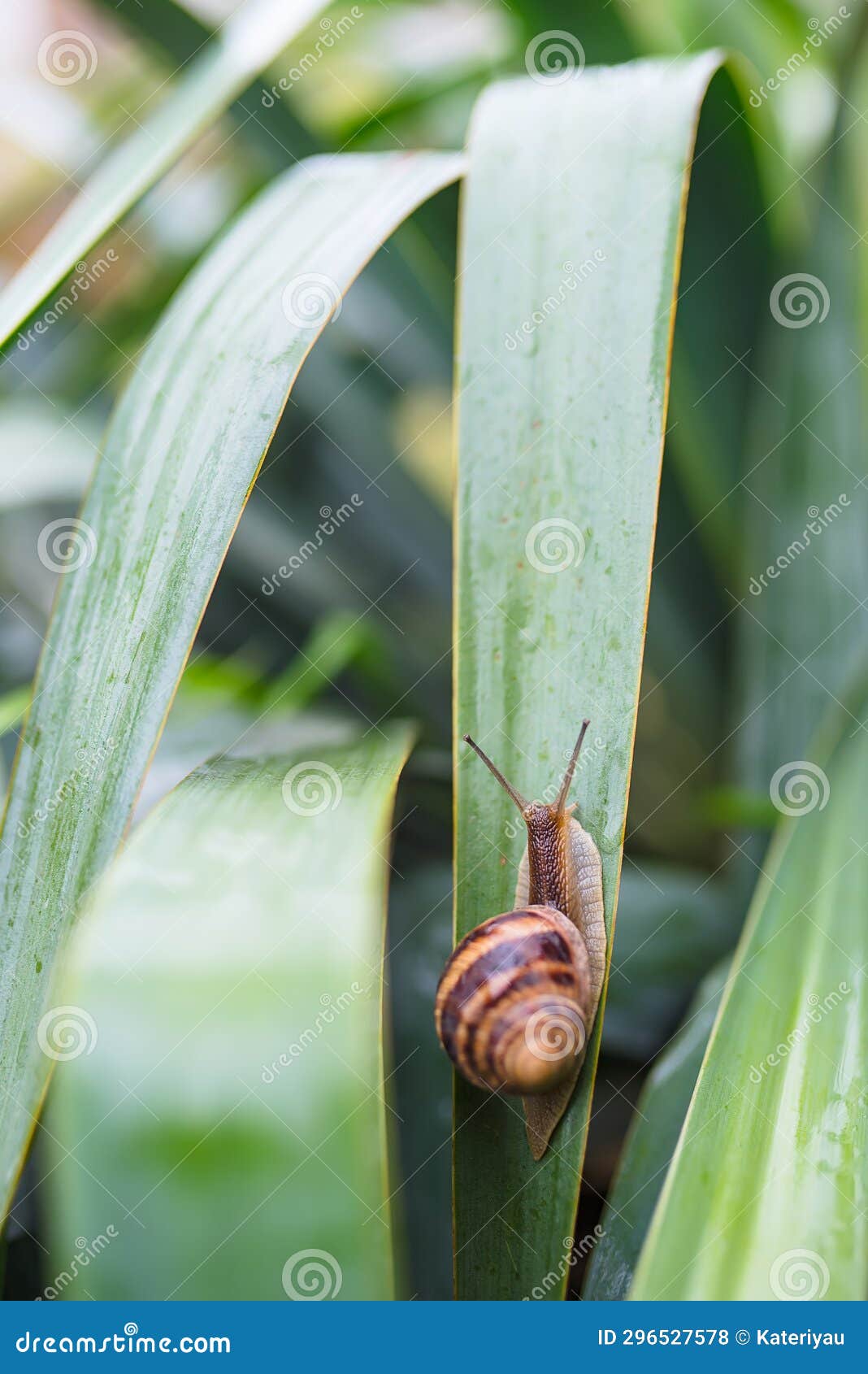 A Large Grape Snail Crawls through the Grass Stock Photo - Image of ...