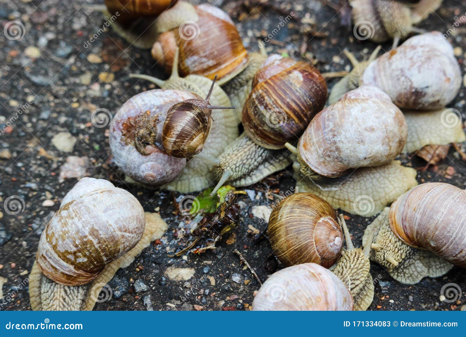 Large Grape Snails on Wet Pavement Stock Image - Image of antenna, food ...