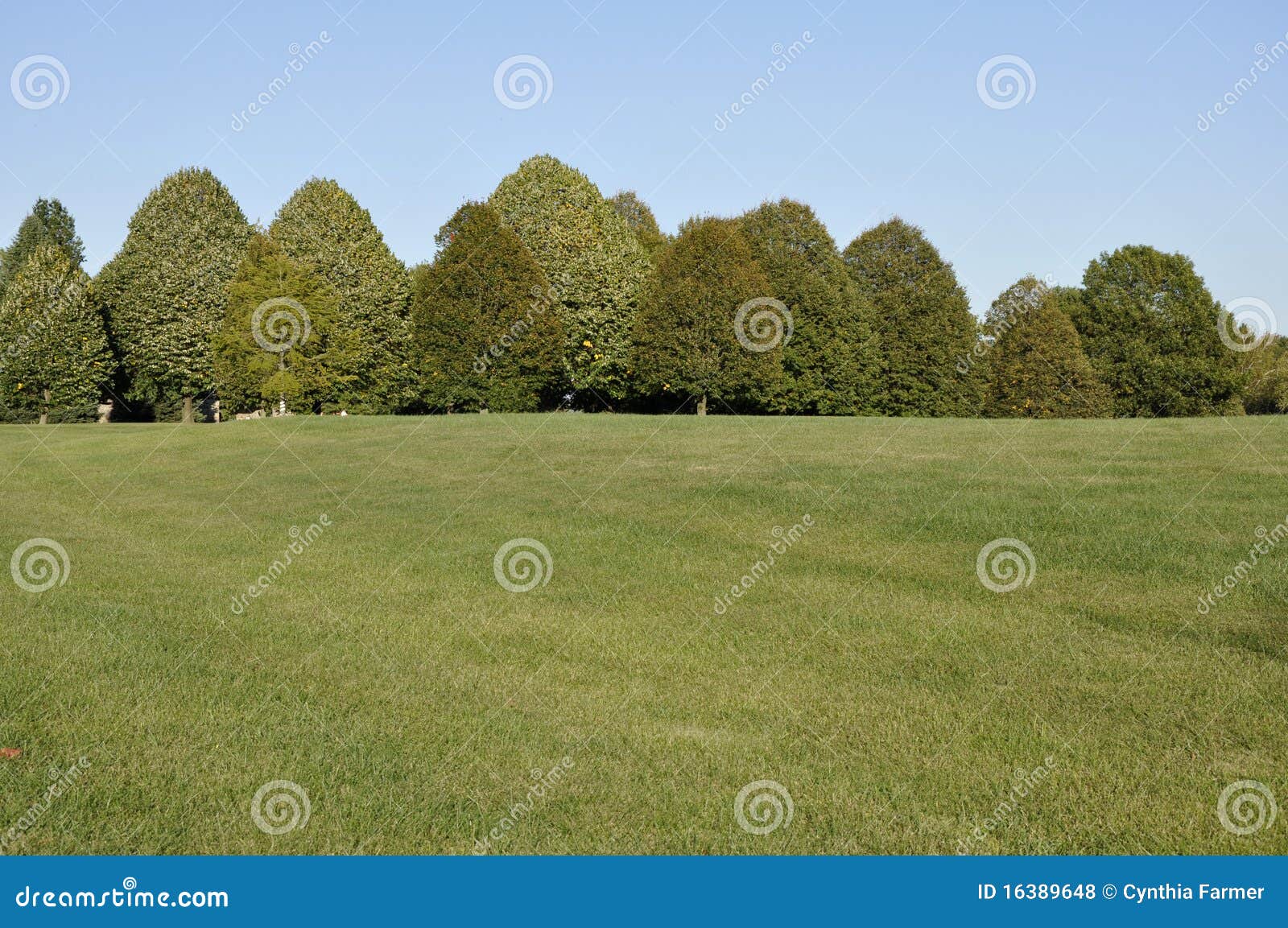 Large Grass Area with Row of Trees Stock Photo - Image of green, rural ...