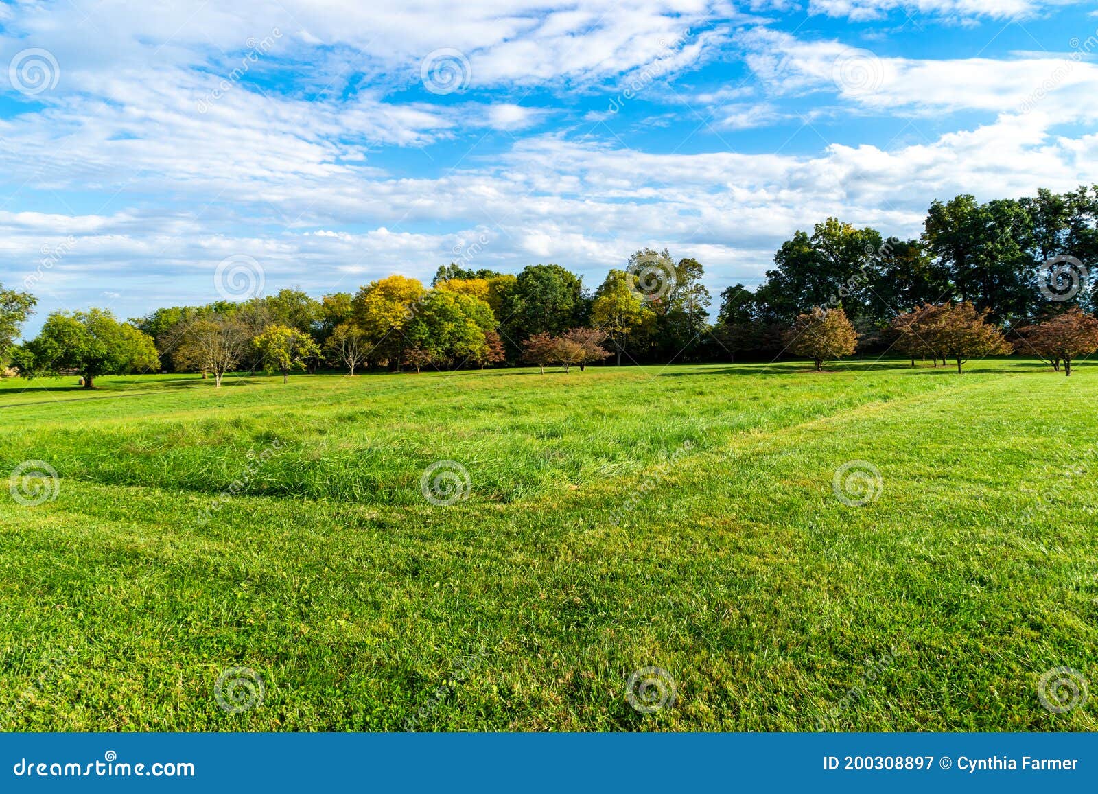 Large Grass Field Stock Photo | CartoonDealer.com #123448812