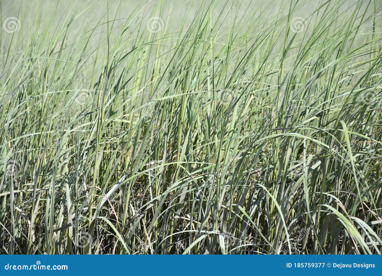 Large Grass Field of Marsh Grass in the Spring Stock Image - Image of ...