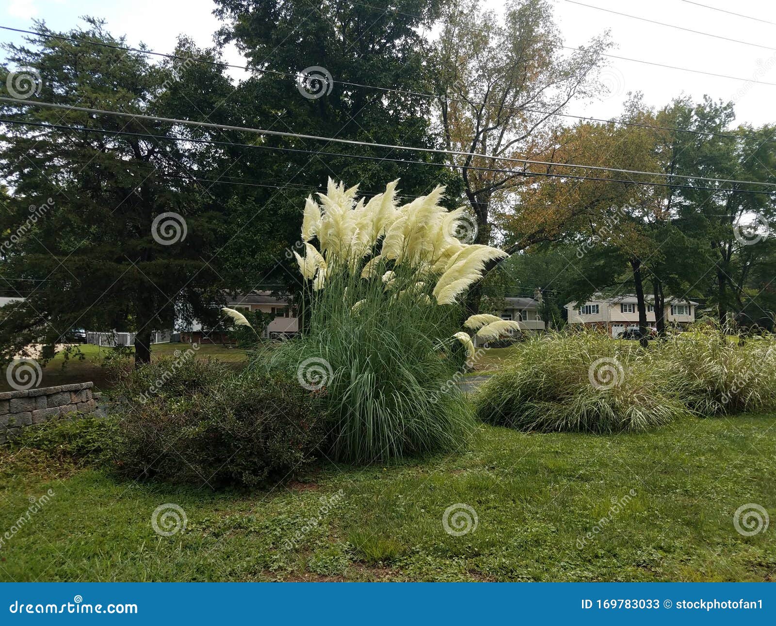 Large Grass Plant with Soft Tufts and Green Lawn Stock Image - Image of ...