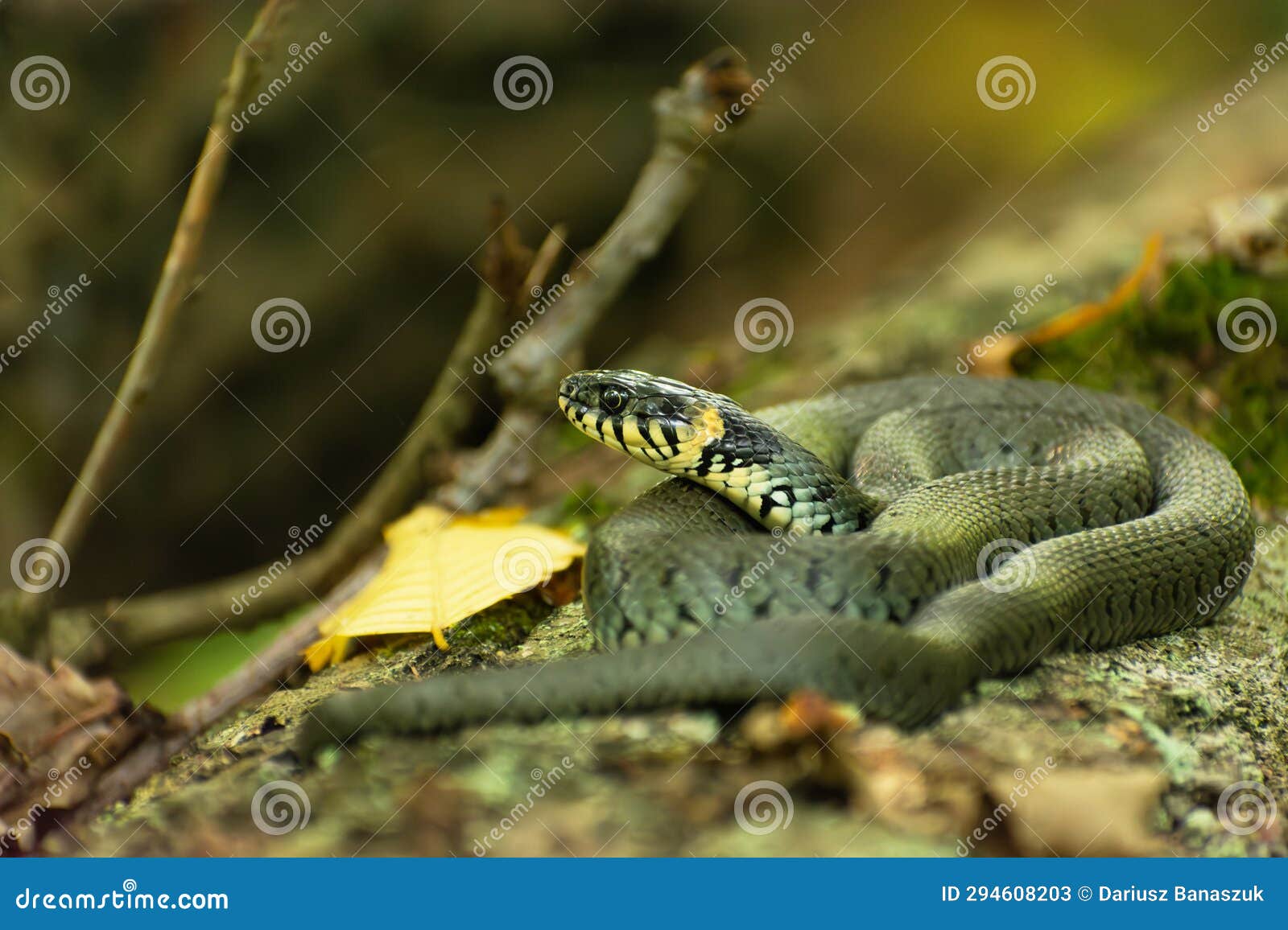 A Large Grass Snake Lying on a Tree Trunk Stock Image - Image of trunk ...