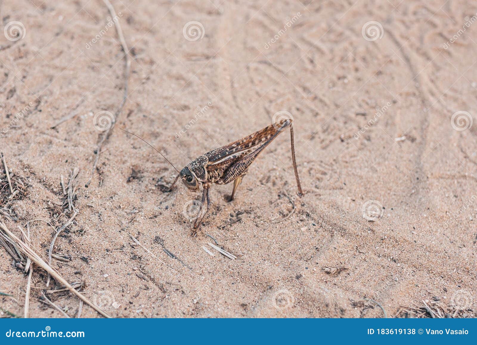 Large Grasshopper Cricket Migrating Stock Photo - Image of closeup ...