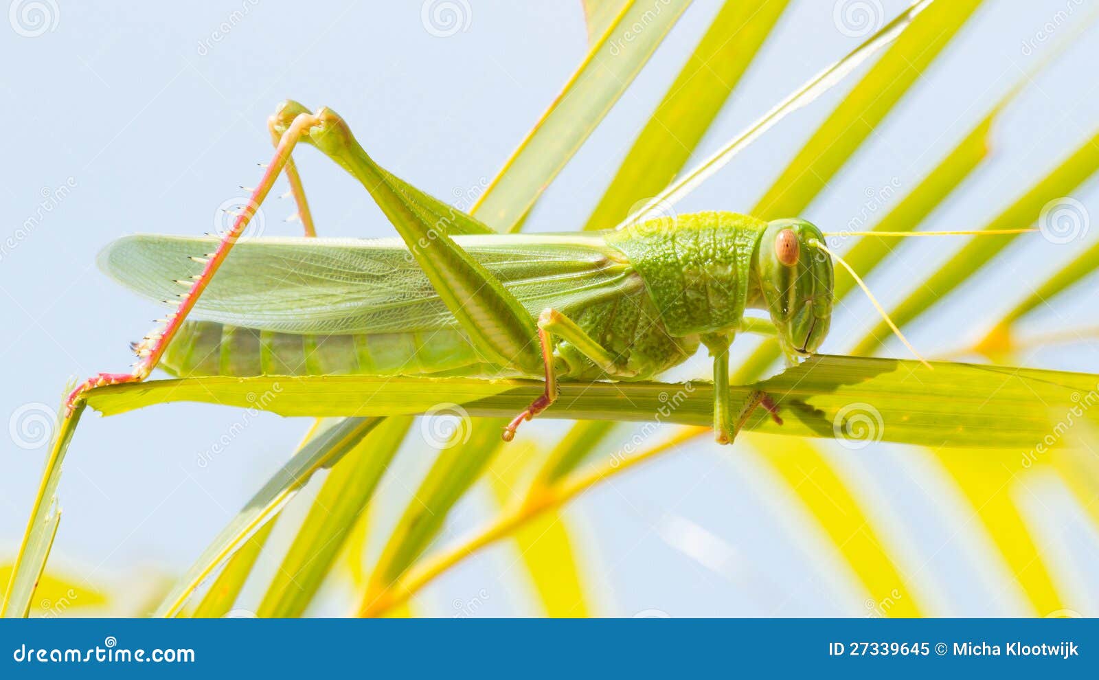 Large Grasshopper, Eating Grass Stock Image - Image of locust, predator ...