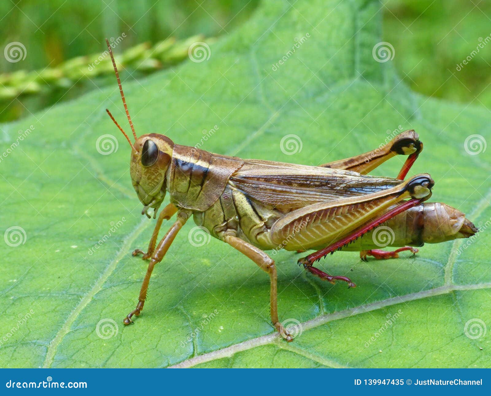 Large Grasshopper on a Leaf Side View Stock Image - Image of plant ...