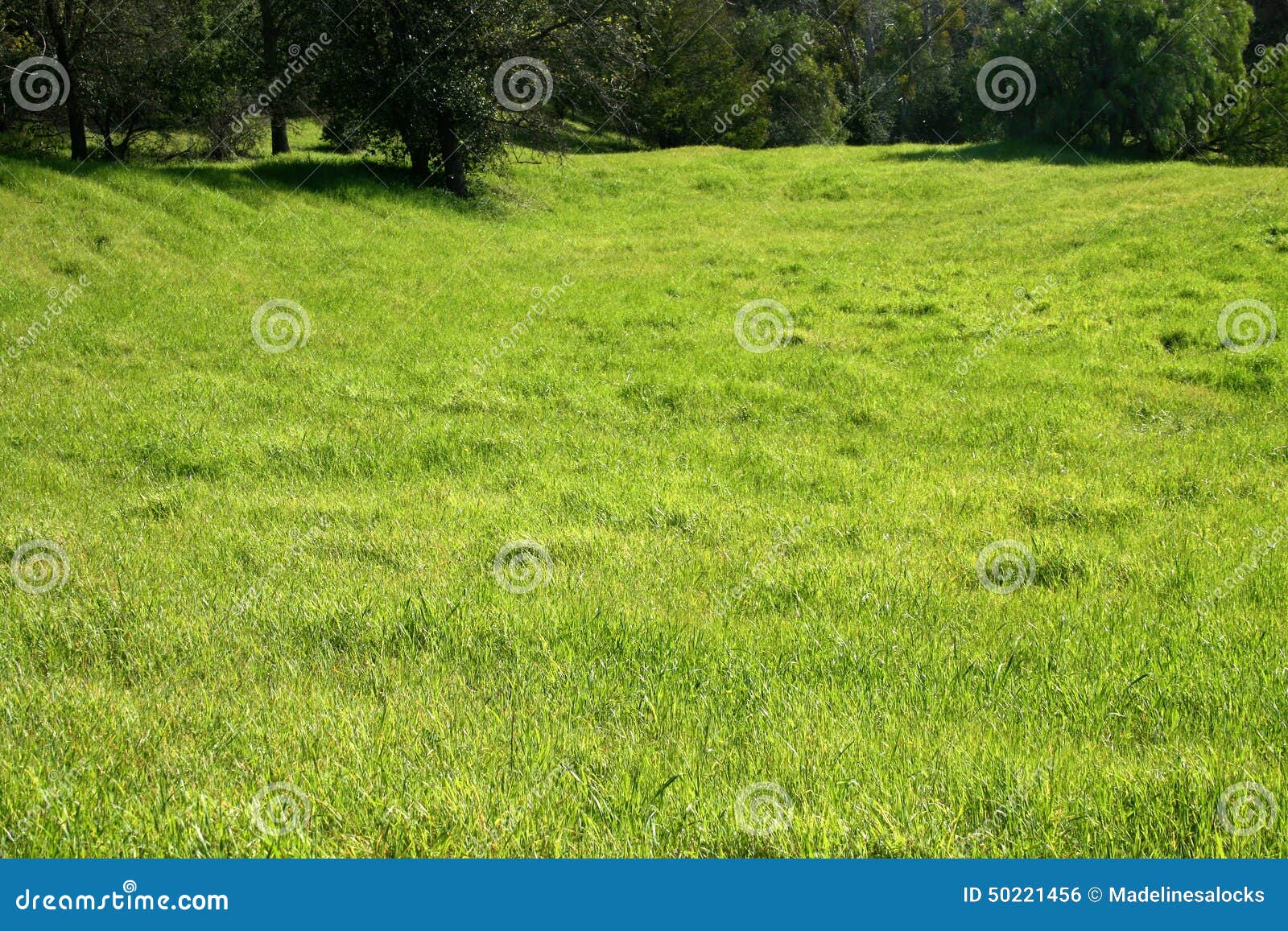 Large grassy field stock photo. Image of pasture, large - 50221456