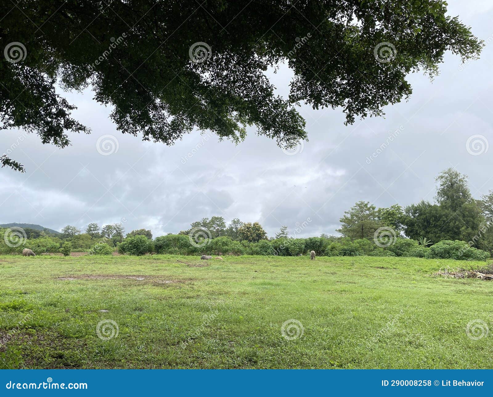 Large Grassy Fields in a Rural Area, Overcast Stock Photo - Image of ...