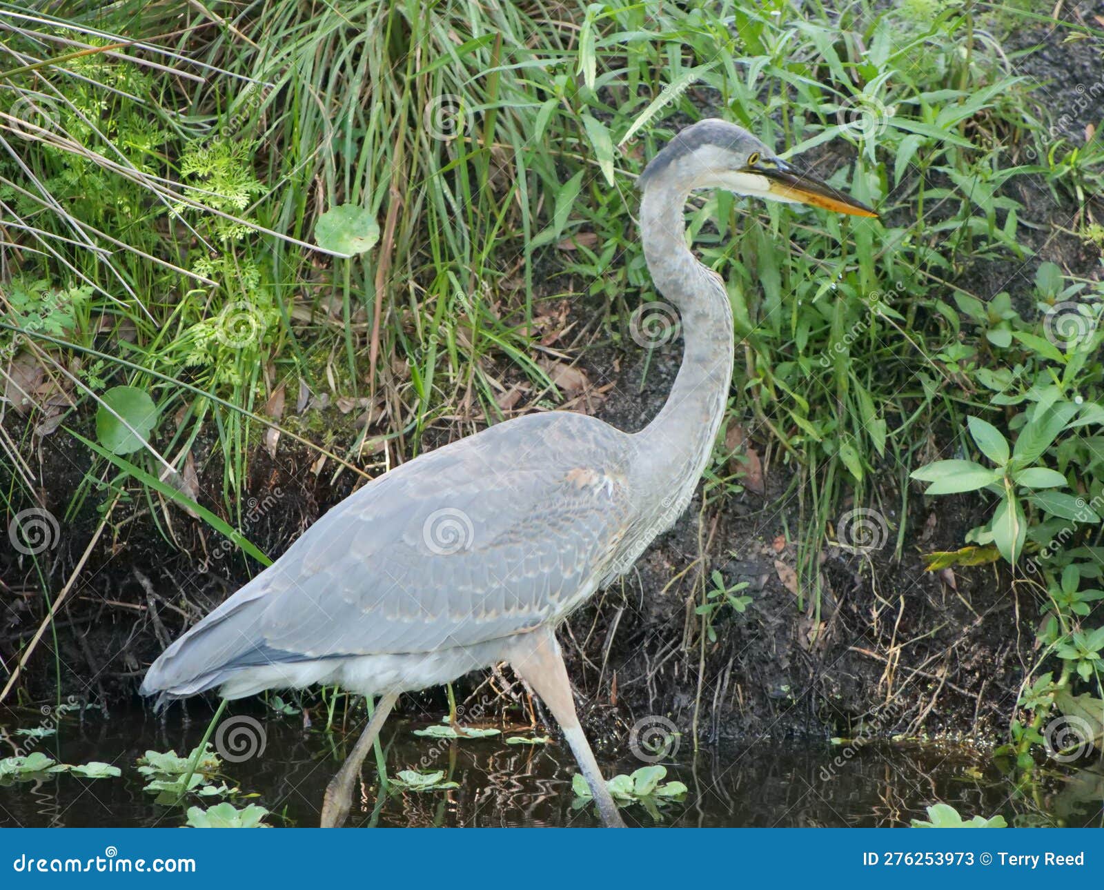 A Large Gray Bird Walking through a Lake Stock Image - Image of edge ...