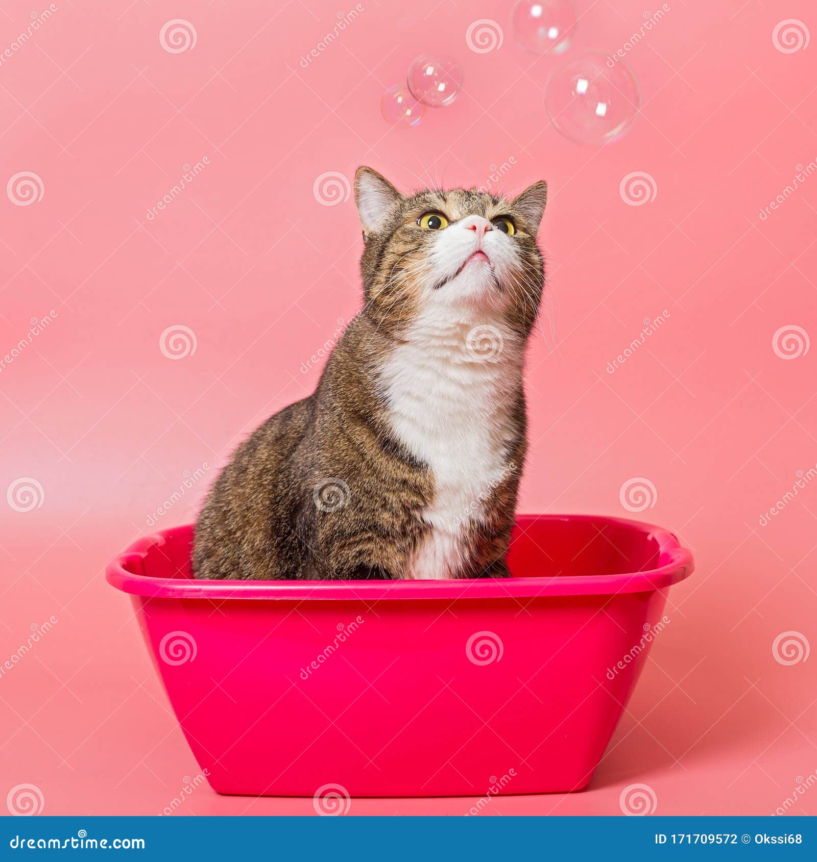 Large Gray Cat Sits in a Pink Basin Stock Photo - Image of play, bath ...