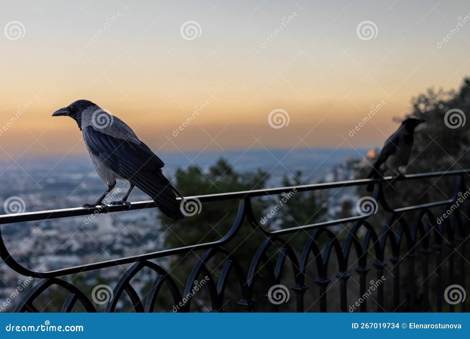 Large Gray Crow Sits on a Fence Against the Sunset Sky Stock Photo ...